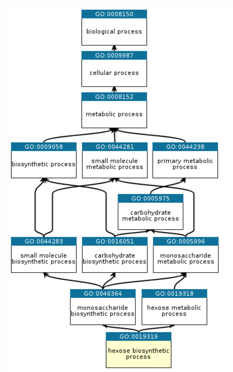 Gene Ontology overview